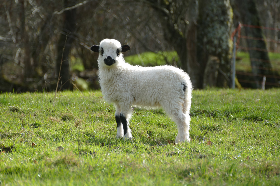 Brebis - Ferme de Priroda